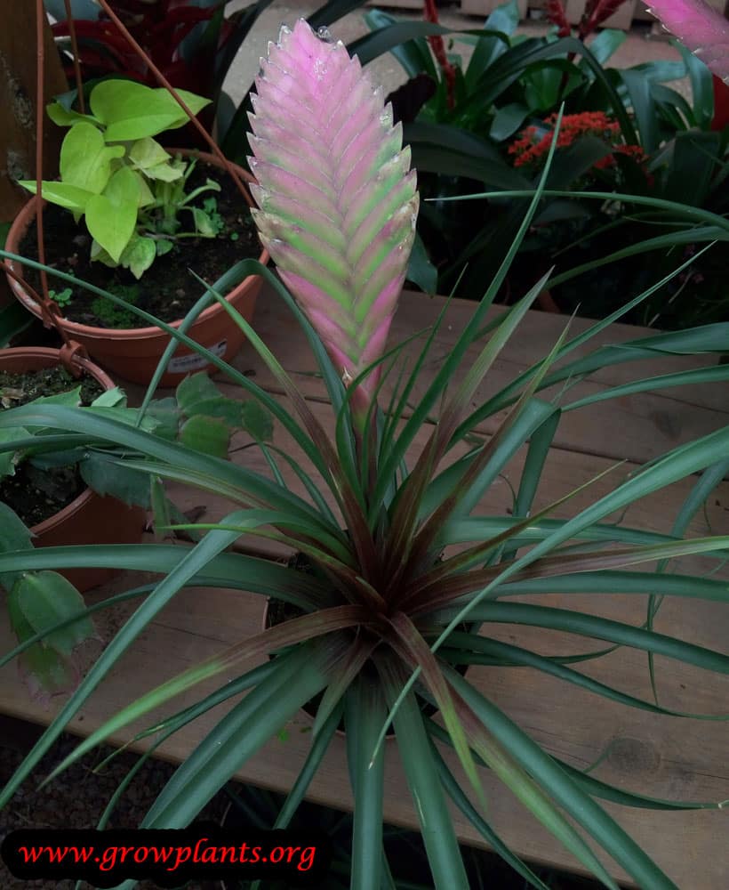 Tillandsia cyanea - How to grow & care