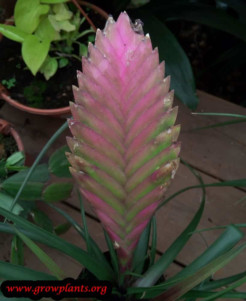 Tillandsia cyanea - How to grow & care