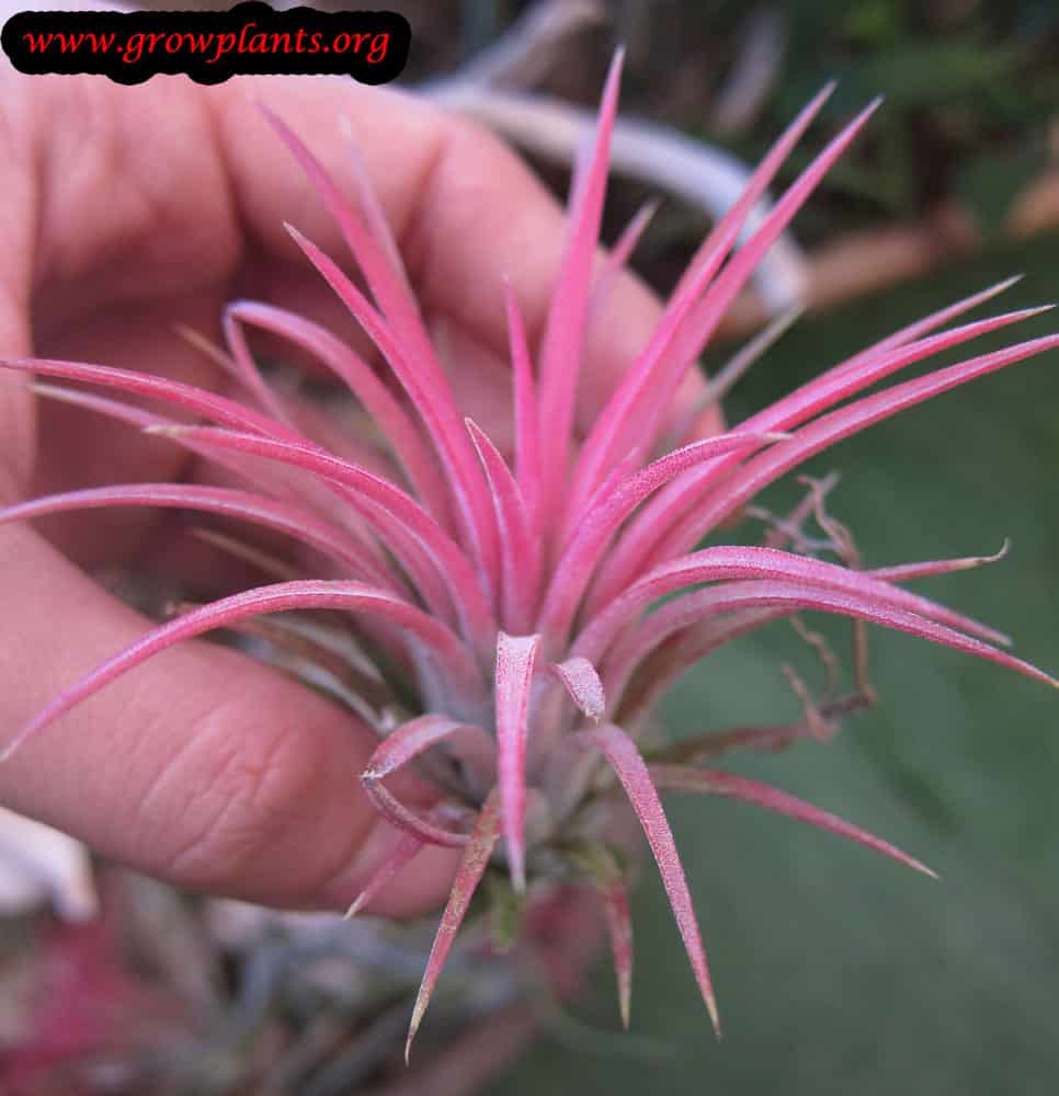 Tillandsia ionantha - How to grow & care