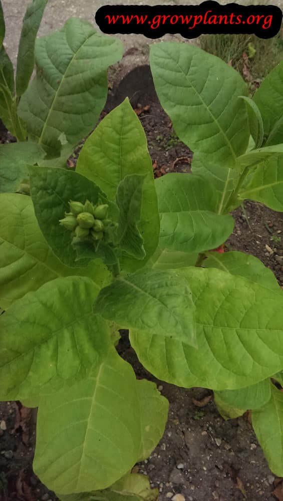 Tobacco plant - How to grow & care