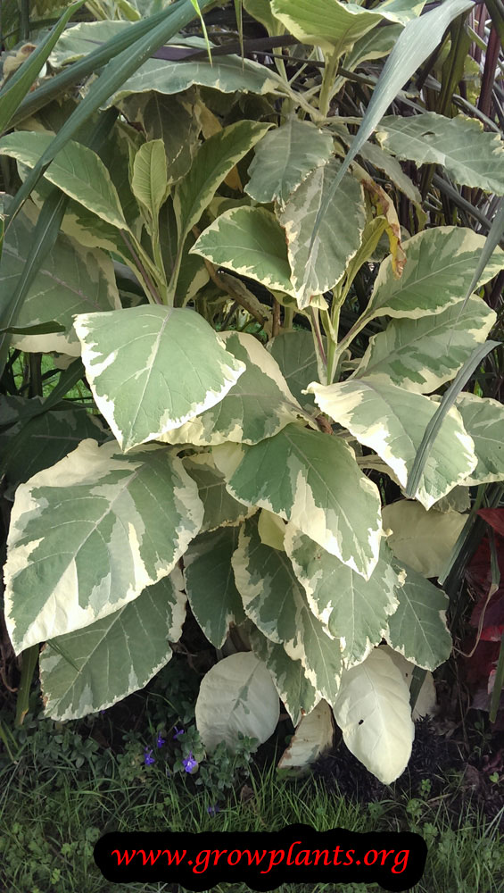 Tobacco plant - How to grow & care