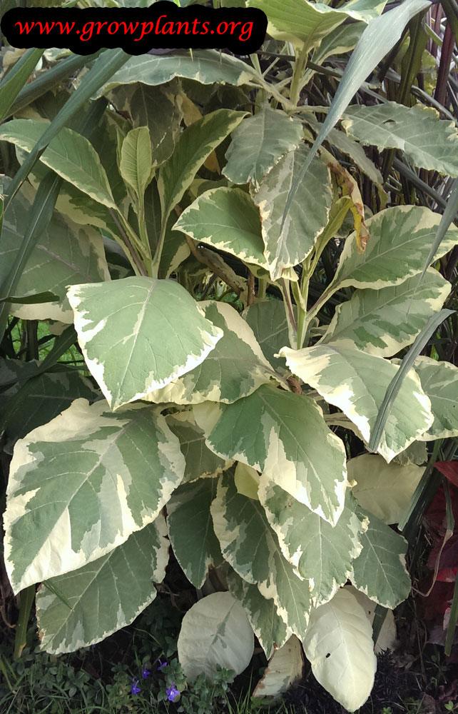 Tobacco plant - How to grow & care