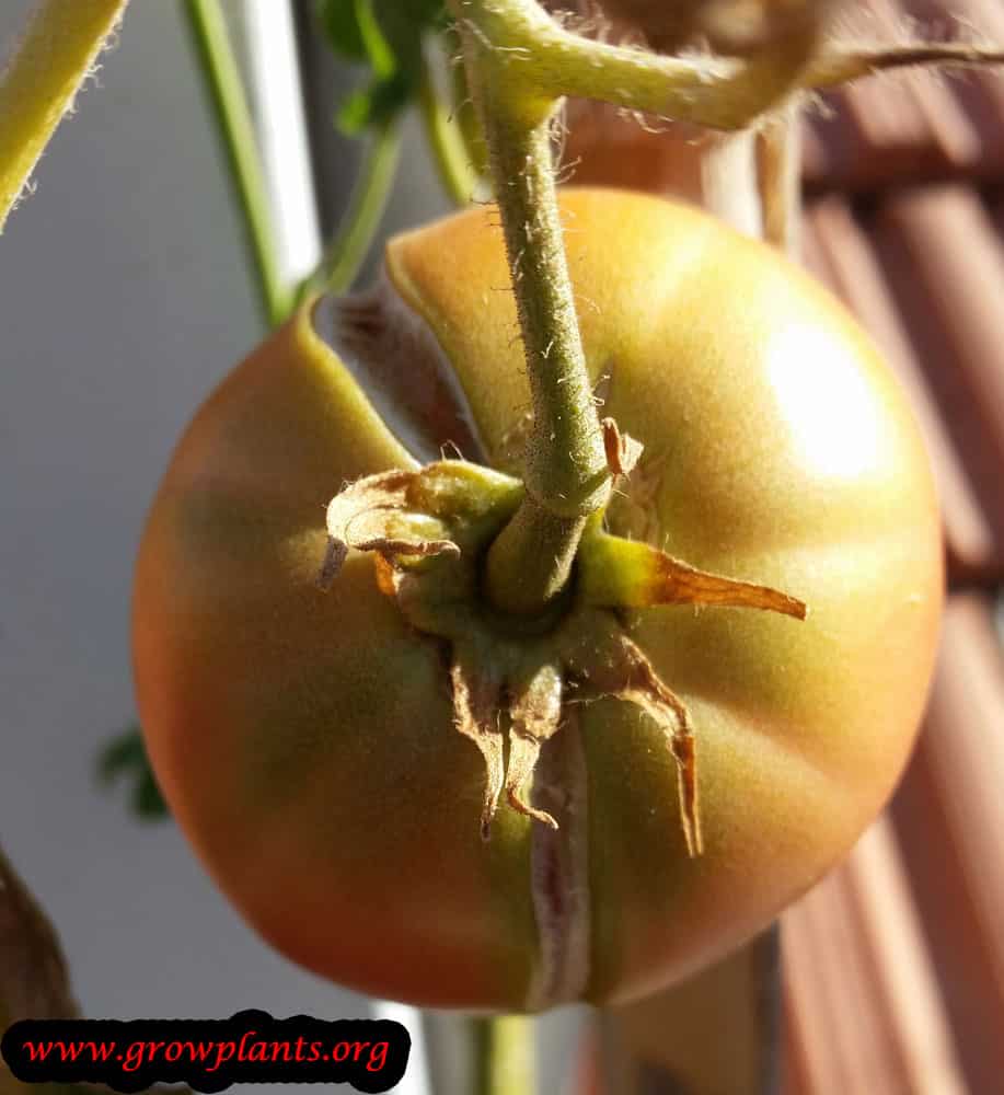 Tomato tree - How to grow & care