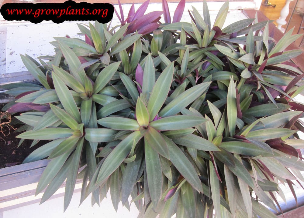Tradescantia spathacea - How to grow & care