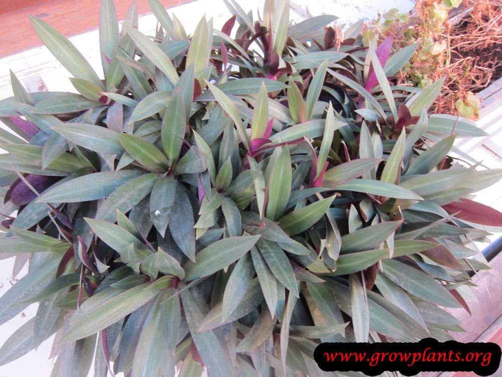 Tradescantia spathacea - How to grow & care