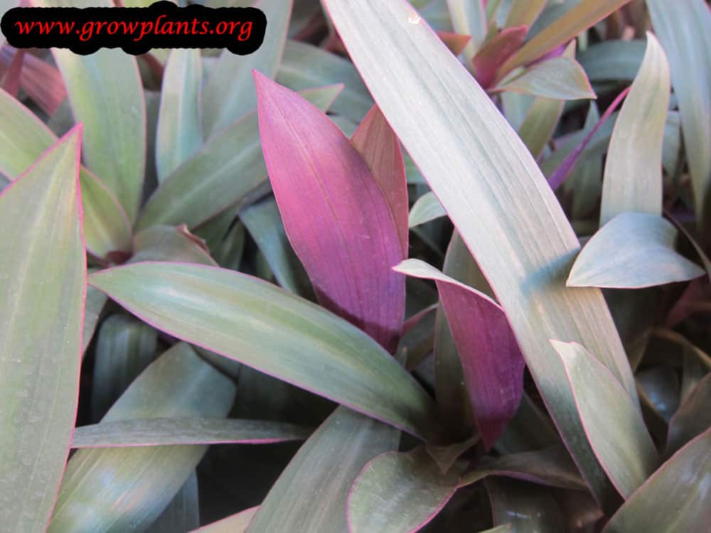 Tradescantia spathacea - How to grow & care