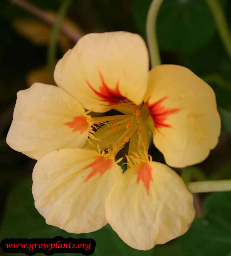 Tropaeolum majus - How to grow & care