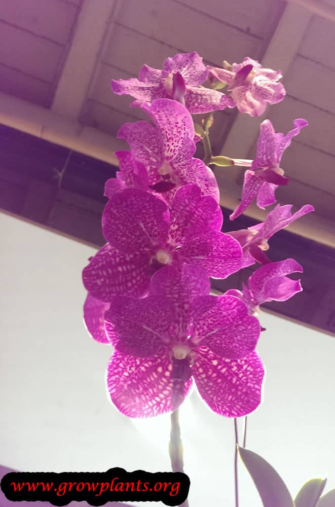 Vanda - How to grow & care