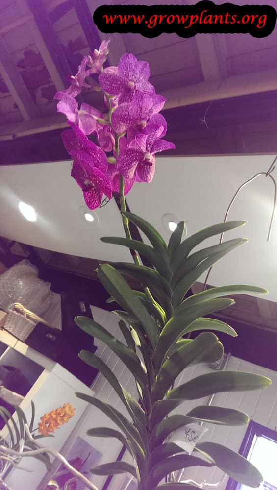 Vanda - How to grow & care