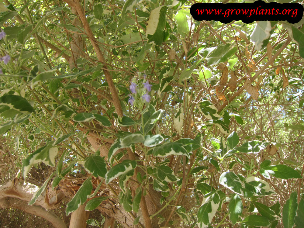 Vitex trifolia - How to grow plants