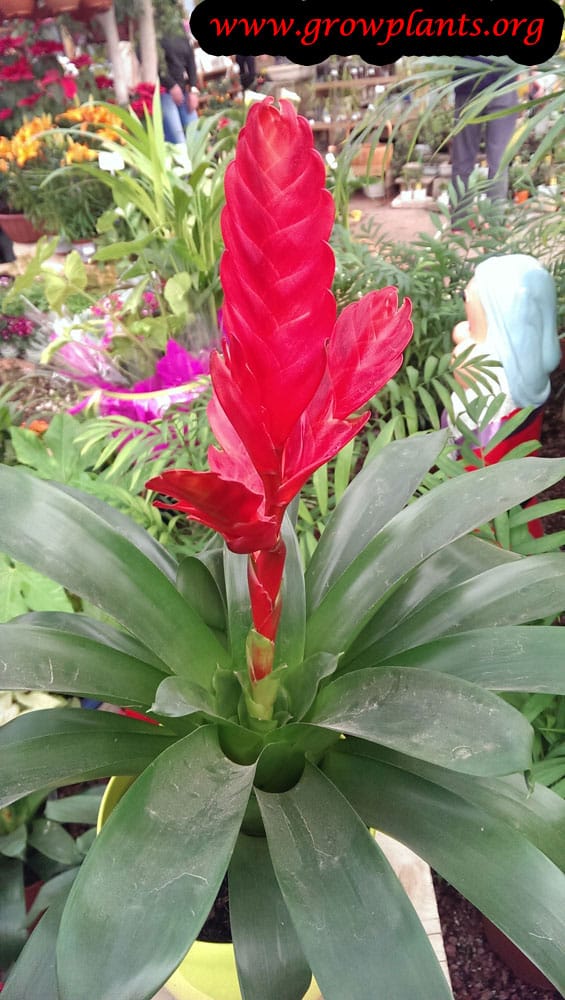 Vriesea - How to grow & care