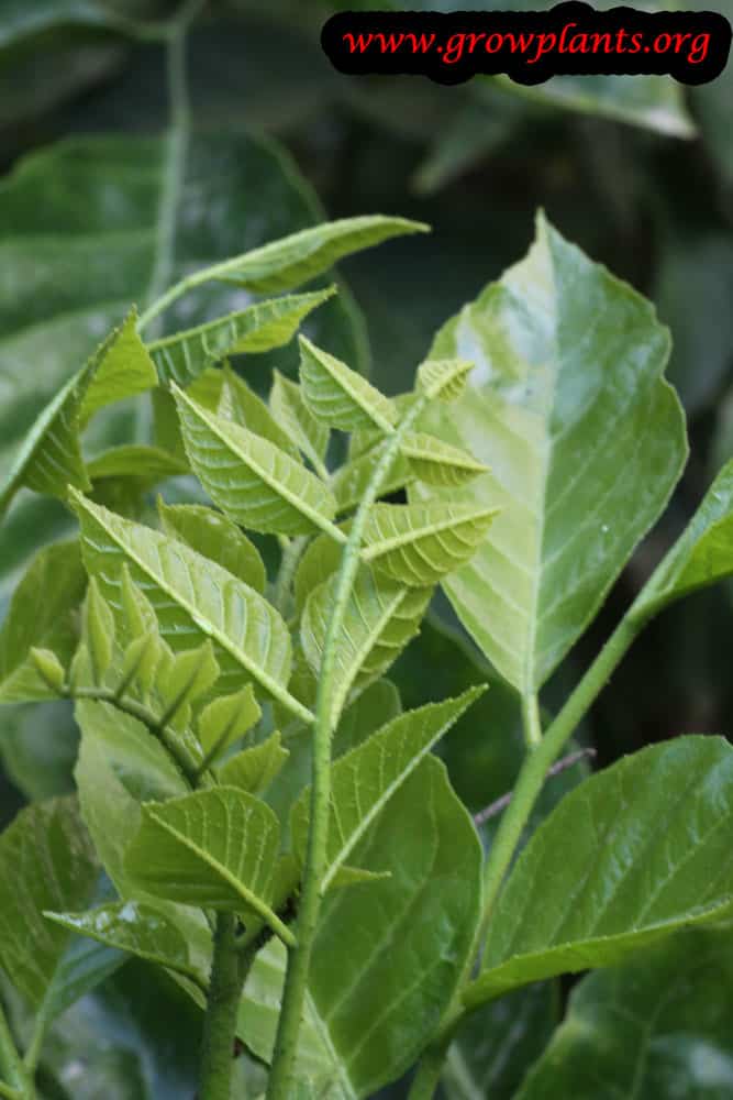 Wampee - How to grow & care