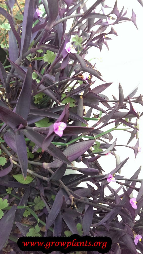 Wandering jew plant - How to grow & care
