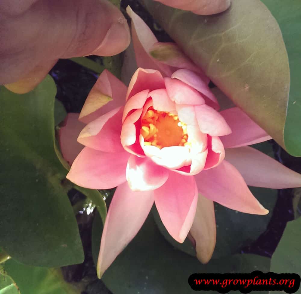 Water lily - How to grow & care