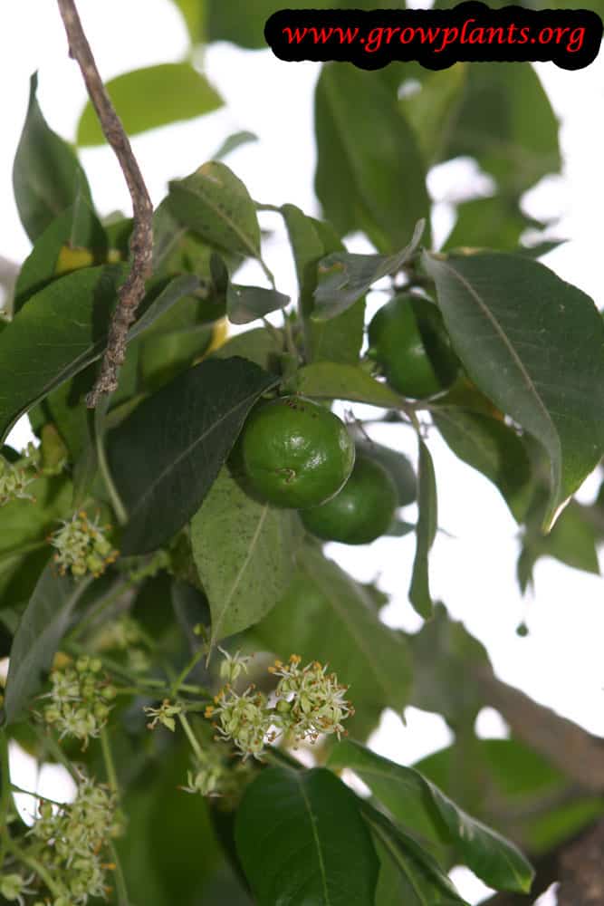 White Sapote - How to grow & care