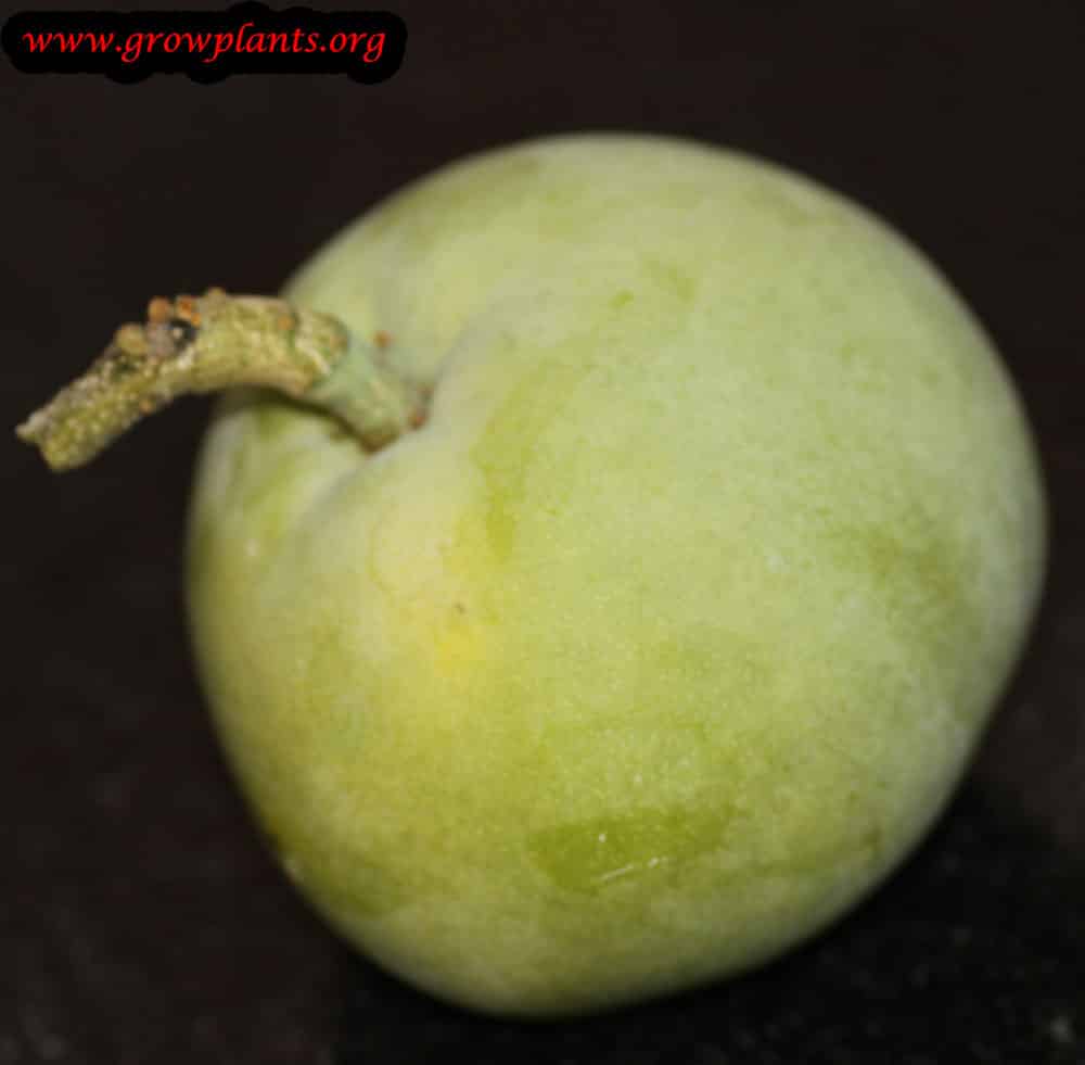 White Sapote - How to grow & care