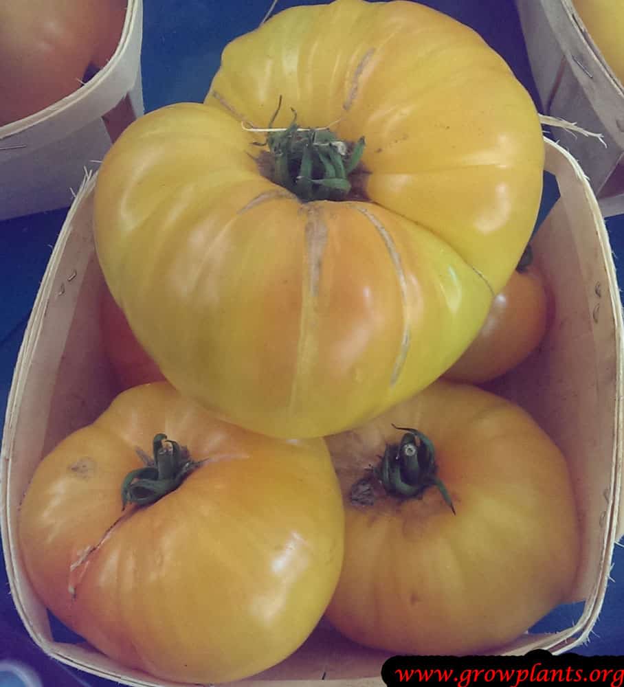 Yellow tomato - How to grow & care