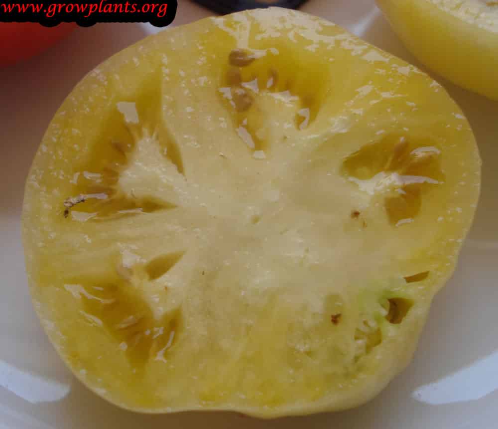 Yellow tomato - How to grow & care