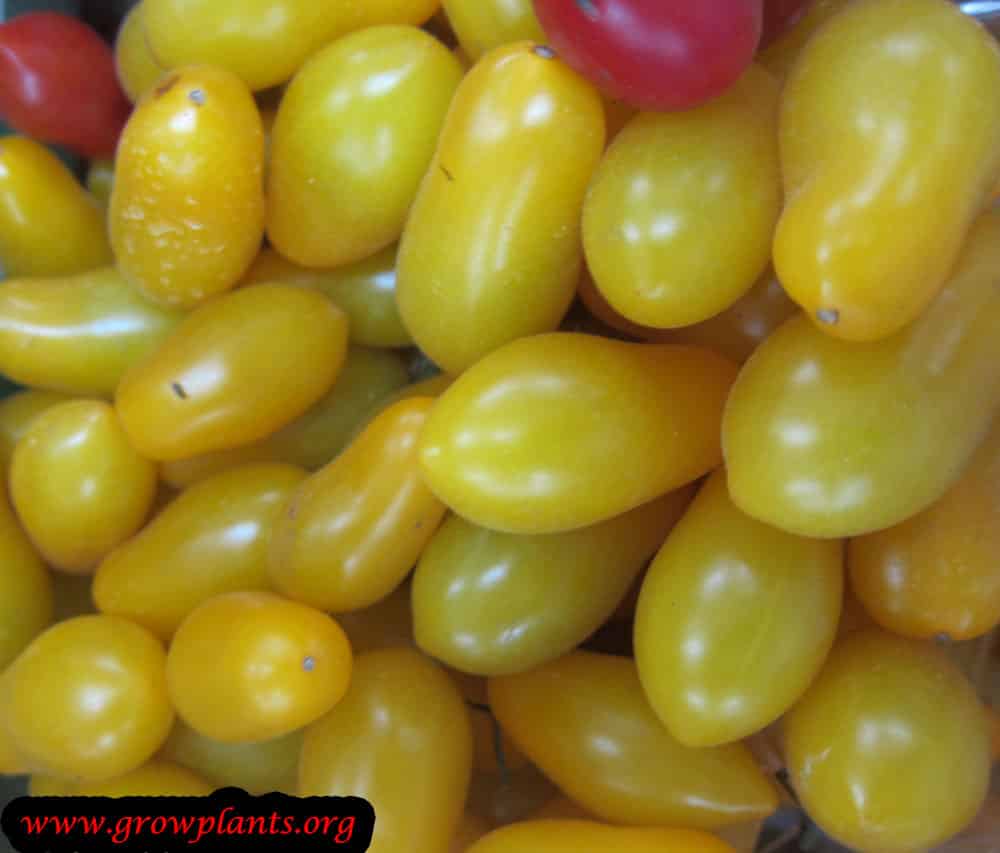 Yellow tomato - How to grow & care