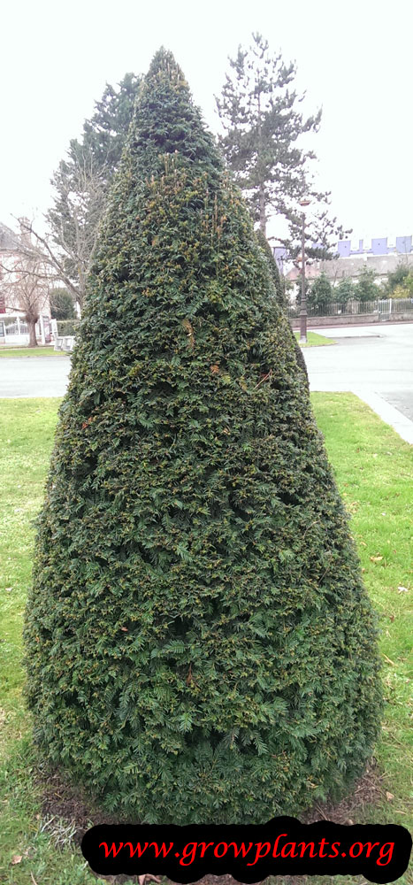 Yew Flower