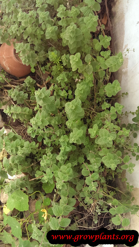 Zaatar - How to grow & care