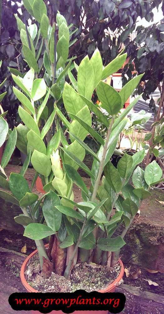Zamia furfuracea - How to grow plants