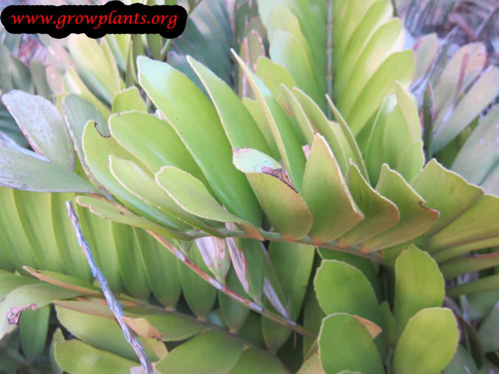 Zamia furfuracea - How to grow plants