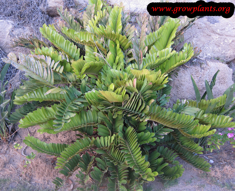 Zamia furfuracea - How to grow plants