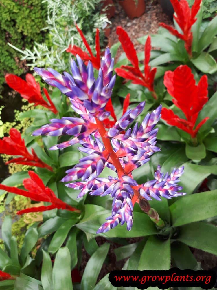 Aechmea Blue Rain - How to grow & care