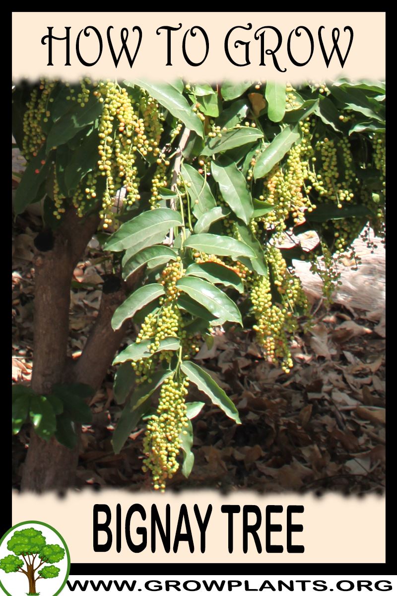 Bignay tree - How to grow & care