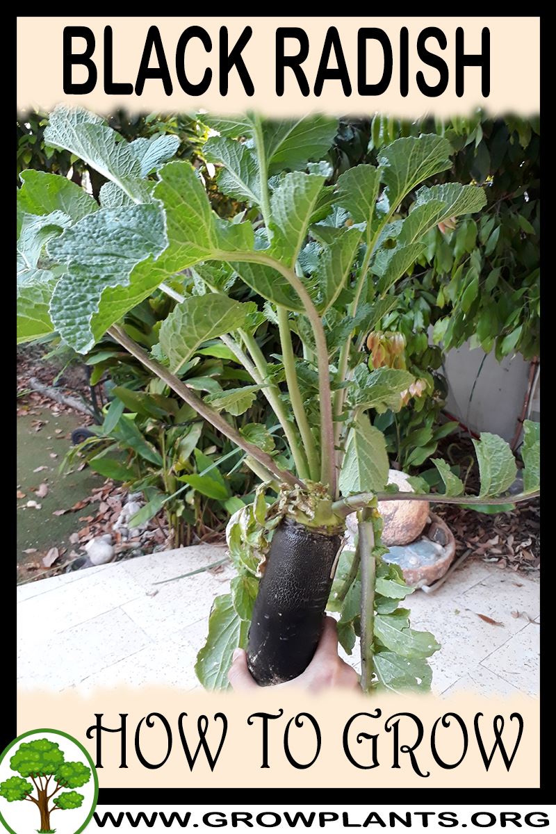 Black radish - How to grow & care