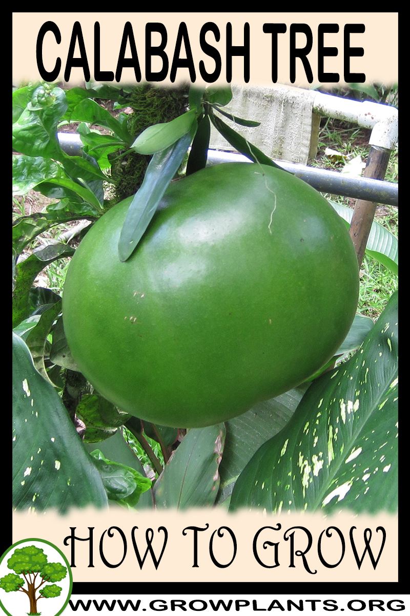 Calabash Tree - How to grow & care