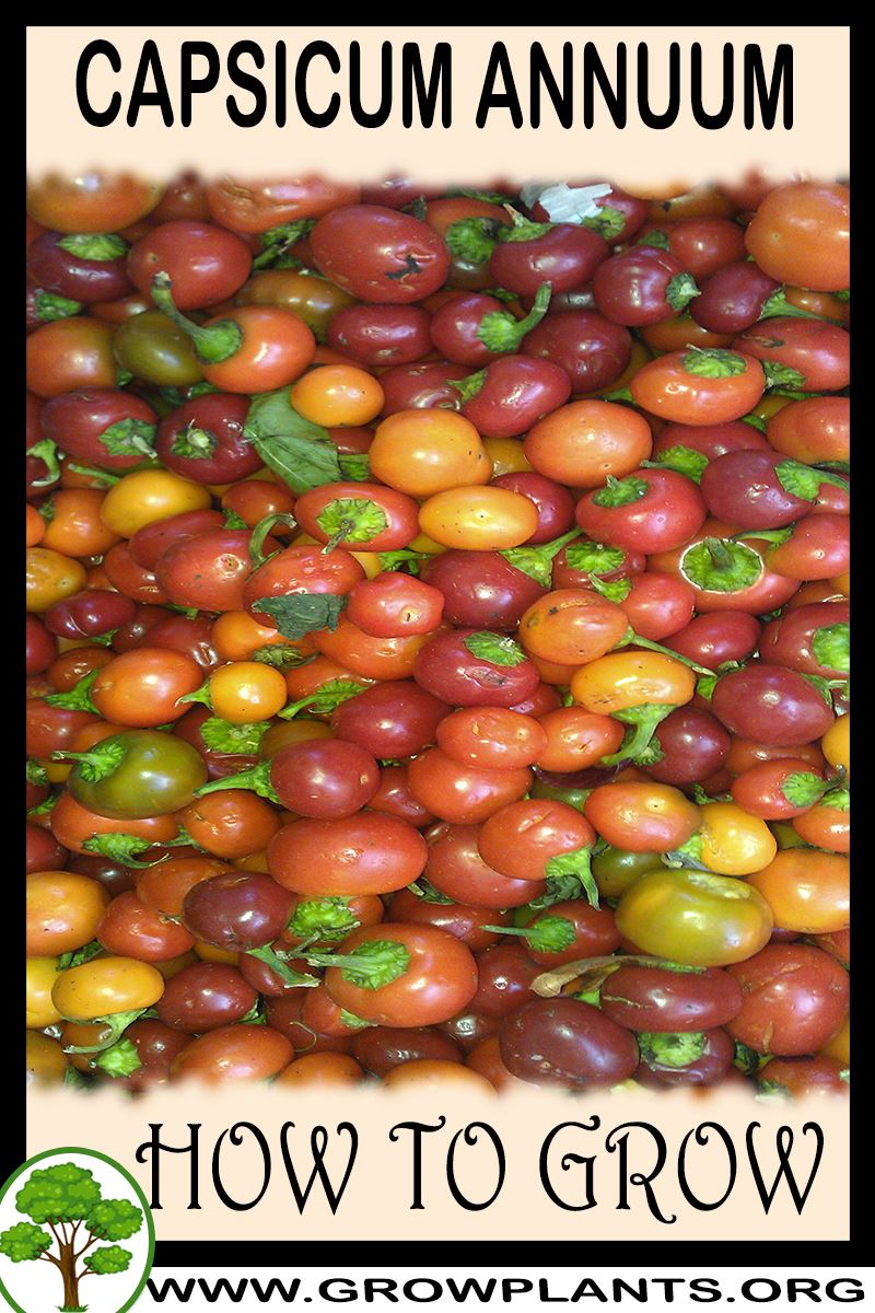 Capsicum annuum - How to grow & care
