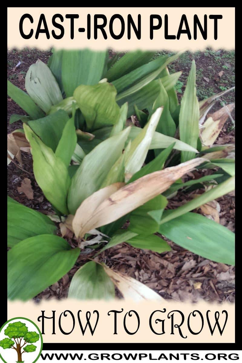 Cast Iron Plant