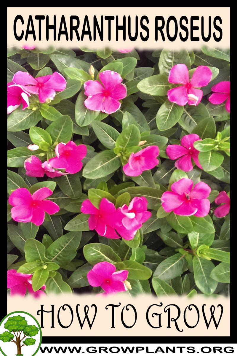 Catharanthus roseus - How to grow & care