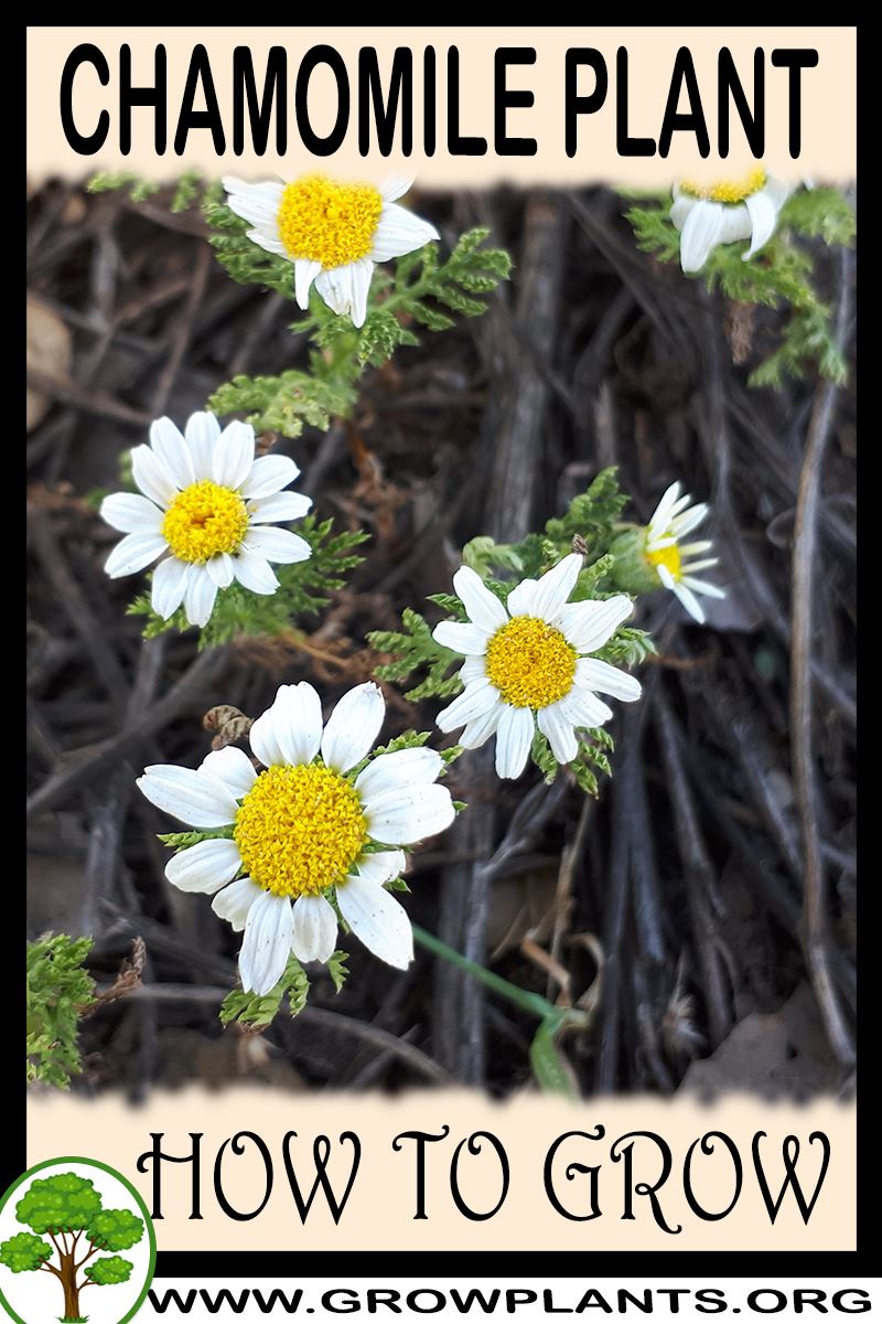 Chamomile Plant How To Grow And Care