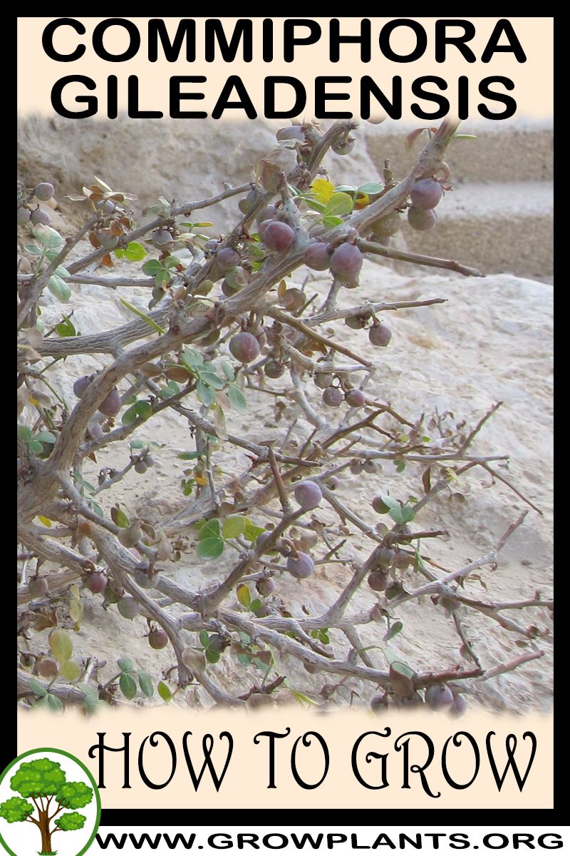 Commiphora gileadensis - How to grow & care