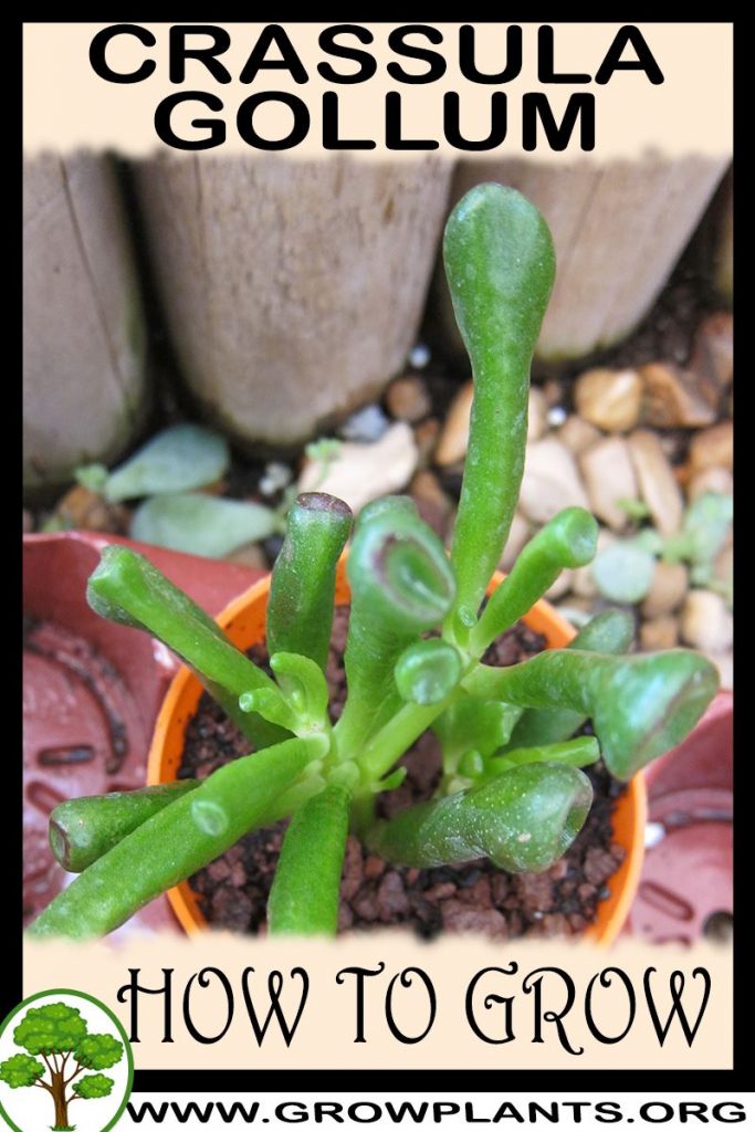 Crassula gollum - How to grow & care