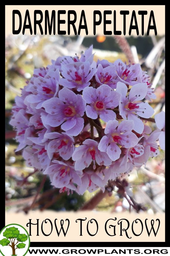 Darmera peltata - How to grow & care