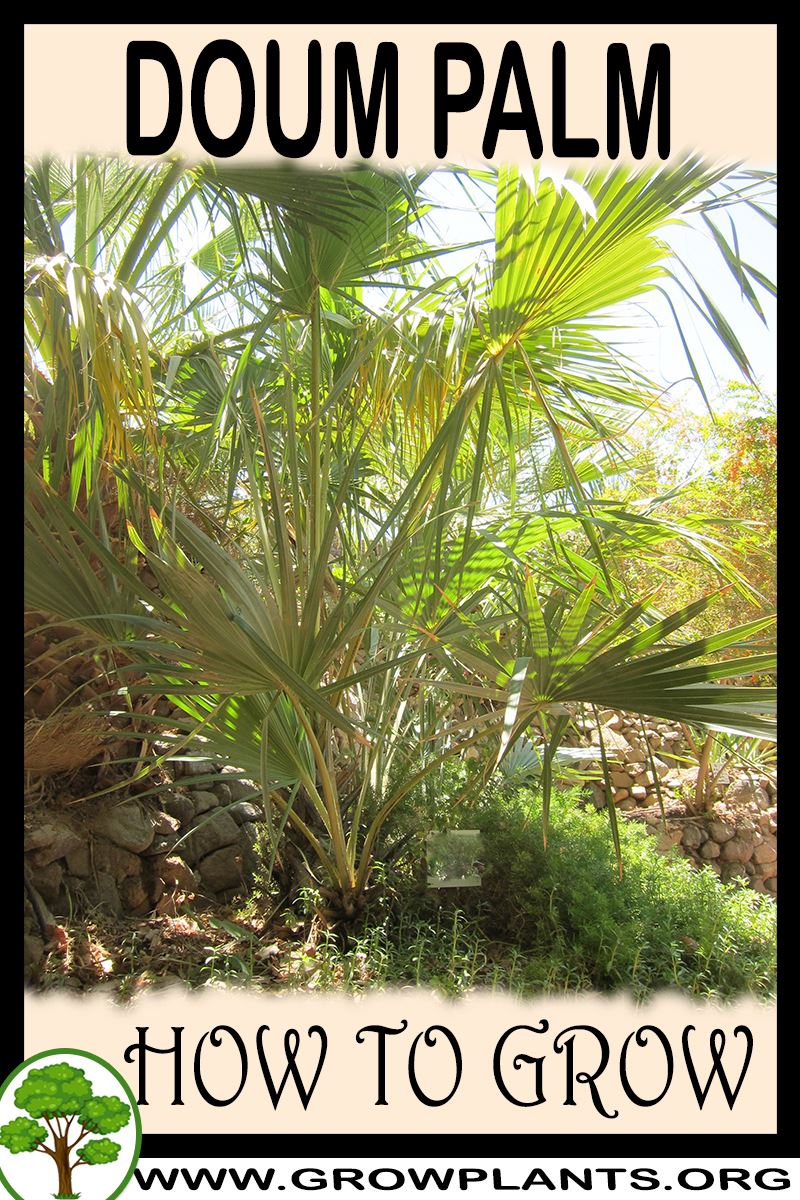 Doum palm - How to grow & care