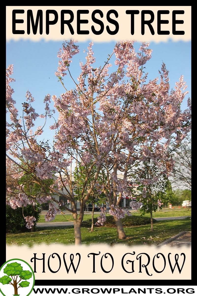 Empress tree - How to grow & care
