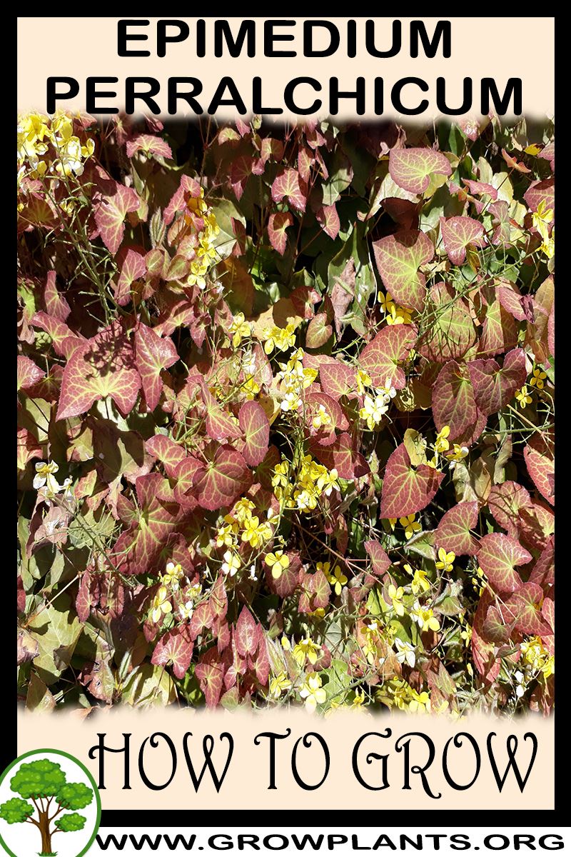 Epimedium perralchicum - How to grow & care