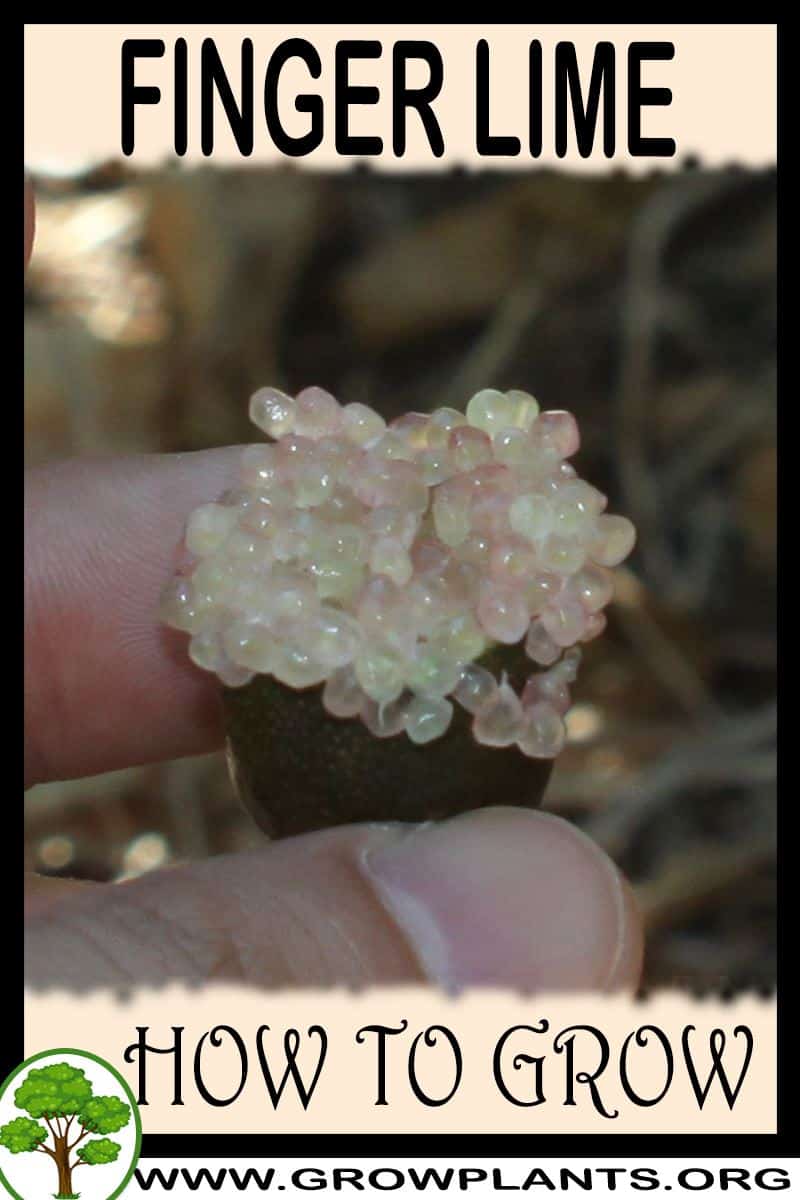 Finger Lime tree - How to grow & care