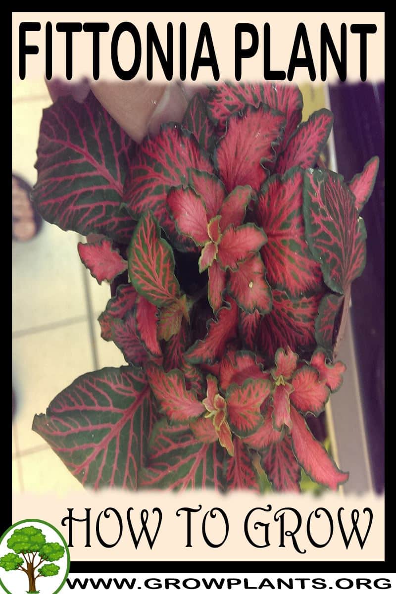 Fittonia - How to grow & care