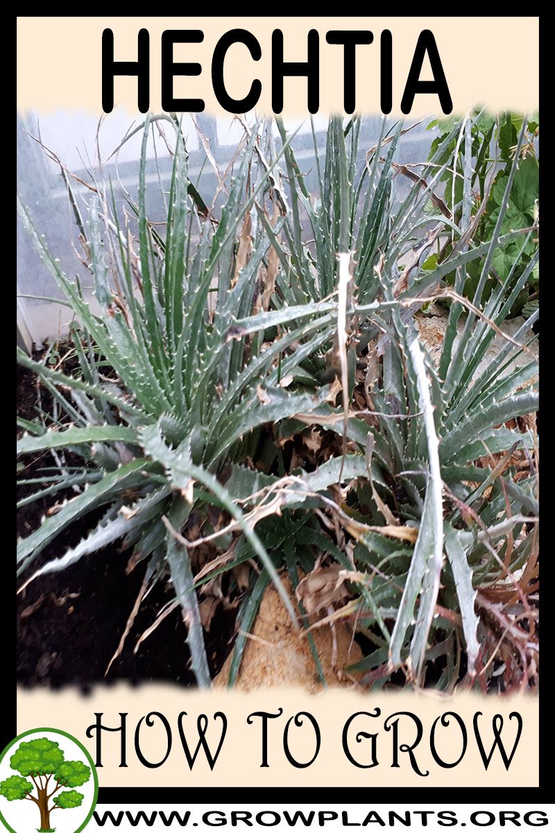 Hechtia - How to grow & care
