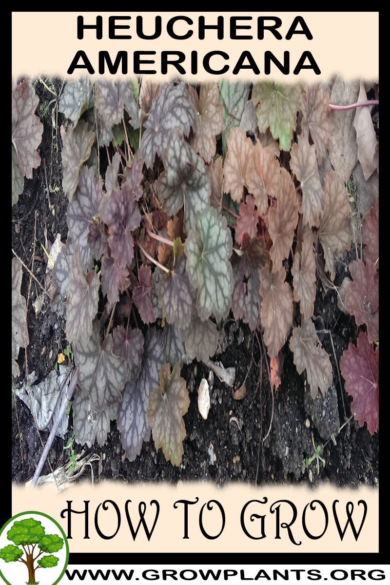 Heuchera americana - How to grow & care