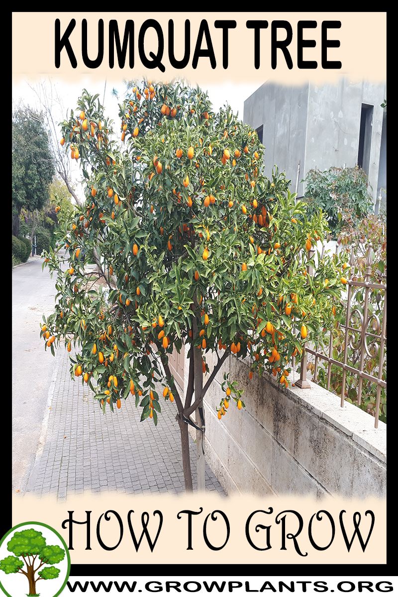 Kumquat Tree How To Grow And Care