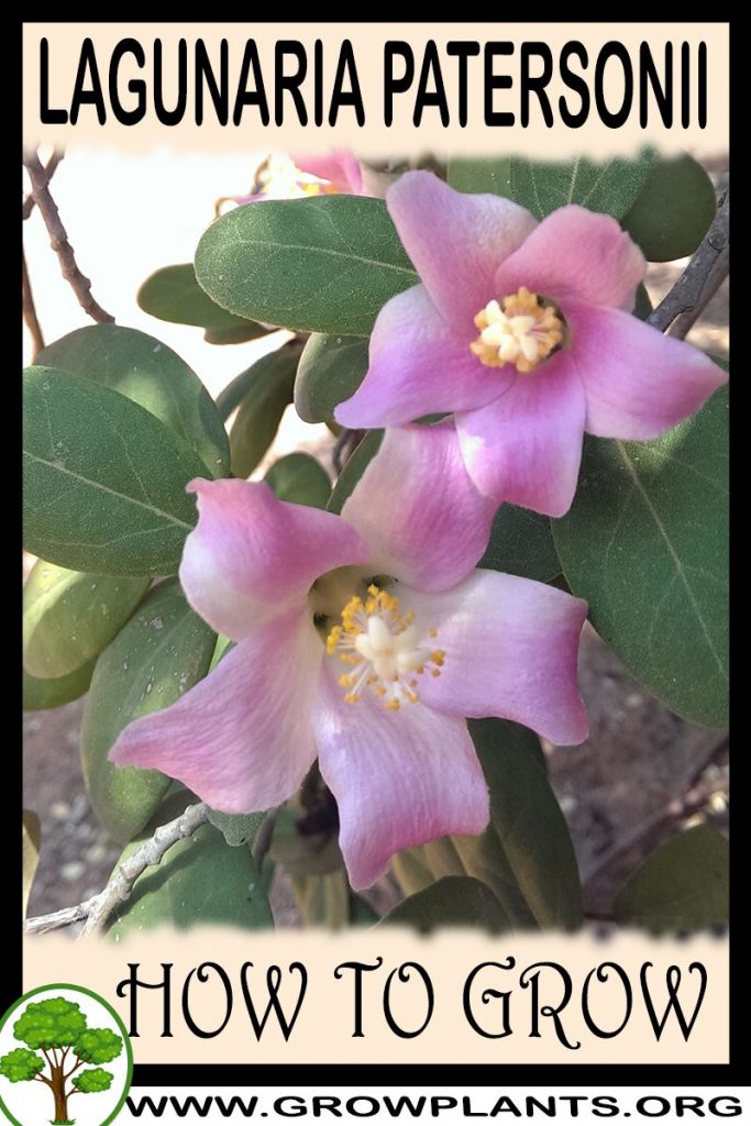 Lagunaria patersonii - How to grow & care