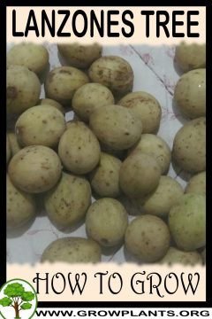 Lanzones - How to grow & care