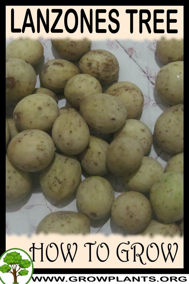 Lanzones - How to grow & care